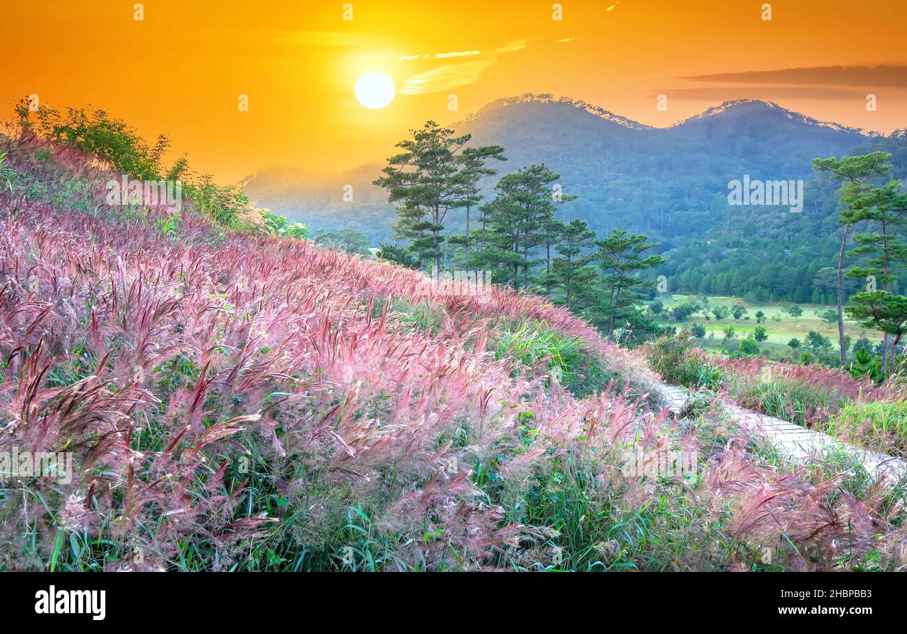 Sunset landscape on the hillside of the forest plateau in Da Lat ...
