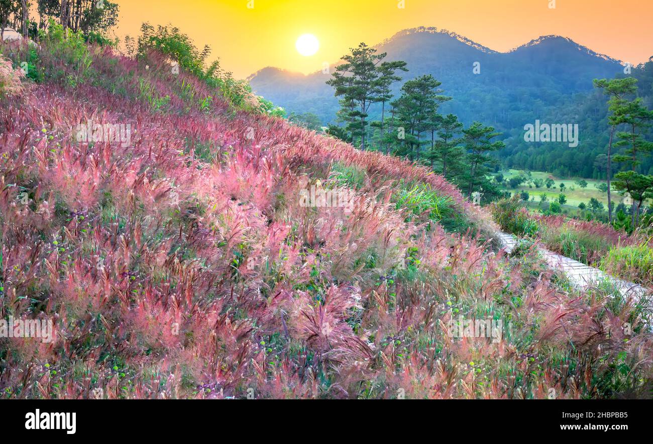 Sunset landscape on the hillside of the forest plateau in Da Lat ...