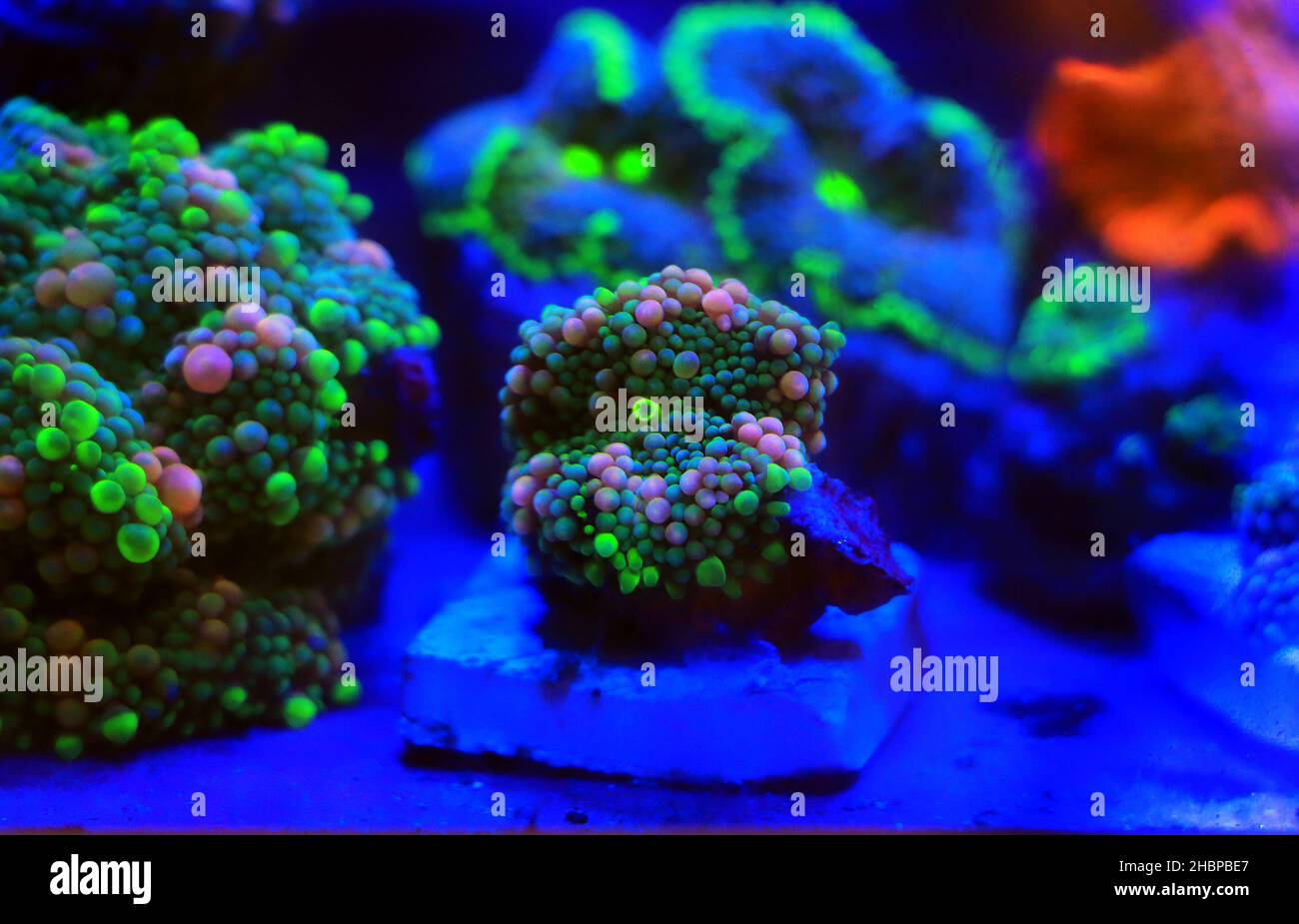 Ricordea sp. amazing mushroom soft coral Stock Photo - Alamy