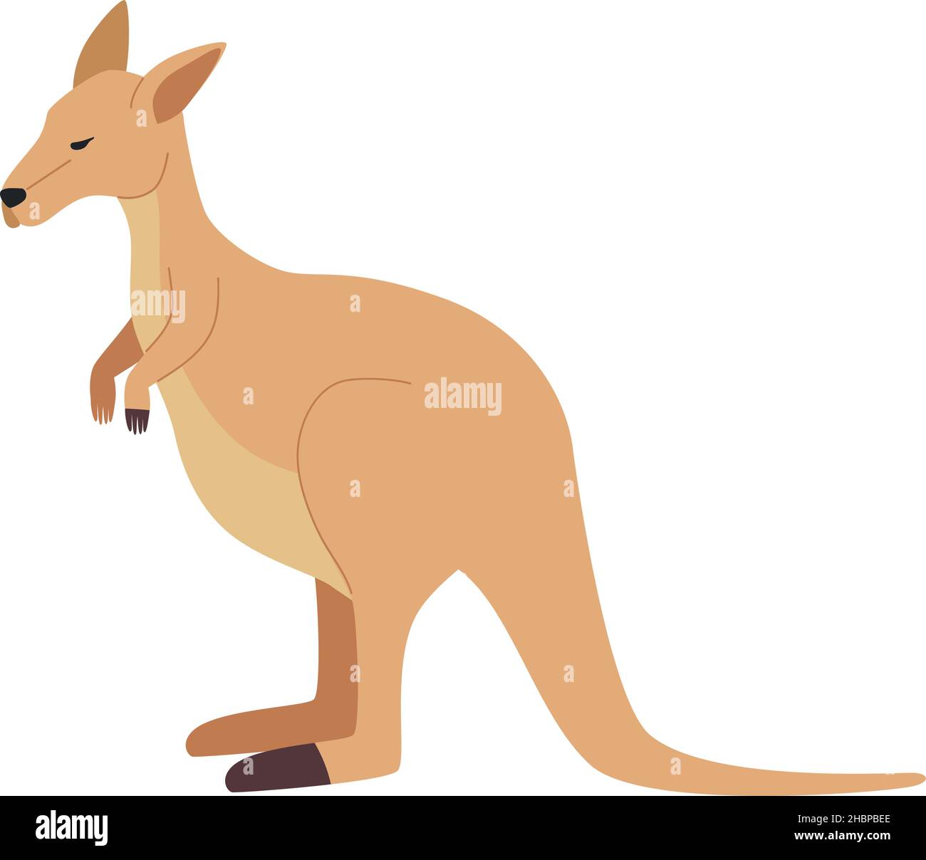 kangaroo australian animal Stock Vector Image & Art - Alamy