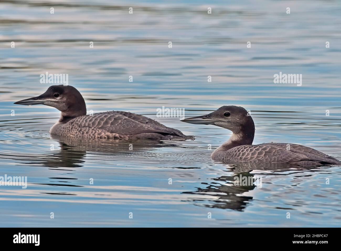 A pair of Common Loons, "Gavia immer", in winter plumage swimming on a ...
