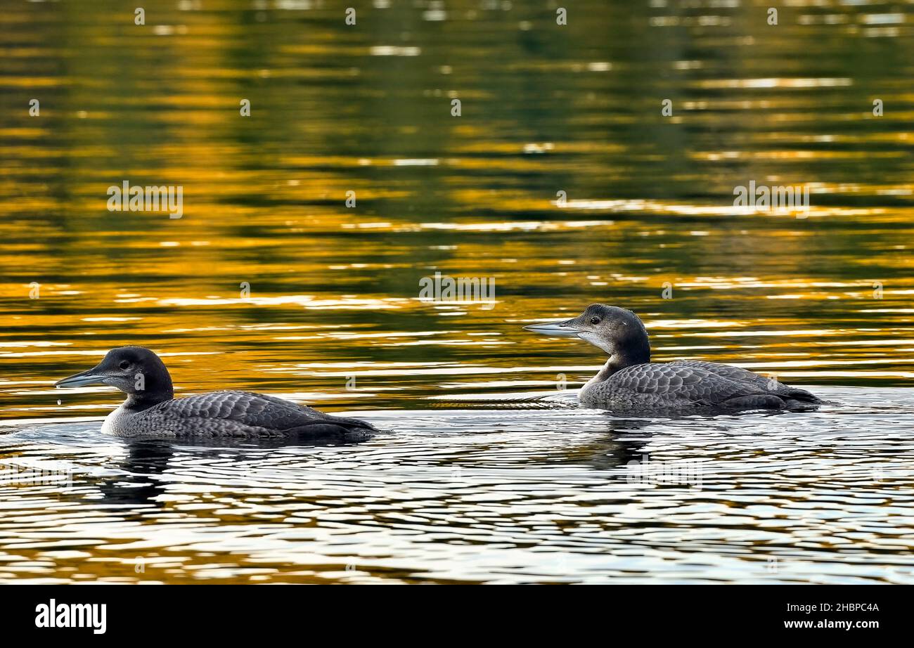 Common loon winter plumage gavia hi-res stock photography and images ...
