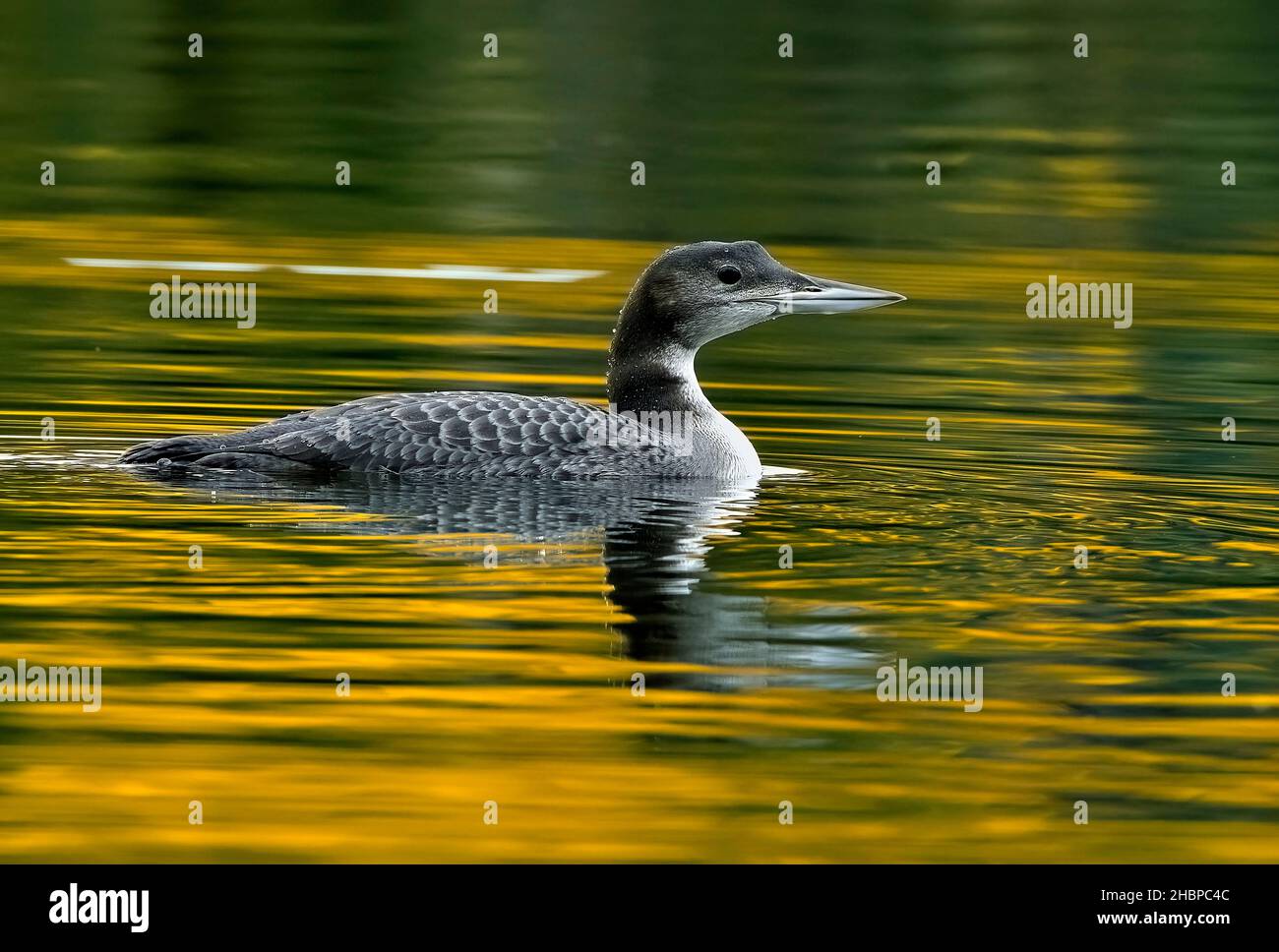 A side view of Common Loon, "Gavia immer", in winter plumage swimming ...
