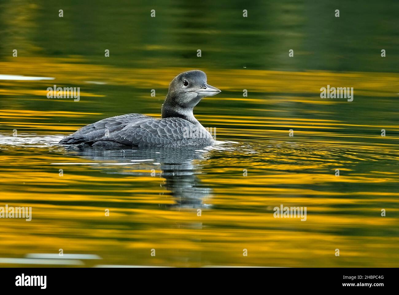 Canadian Loonie Bird