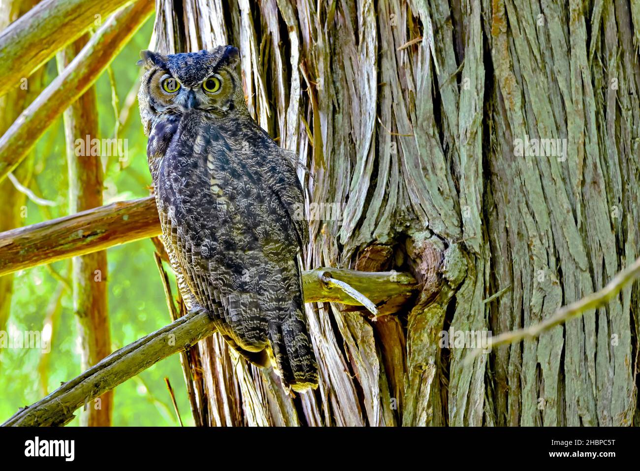 Vancouver owl hi-res stock photography and images - Alamy