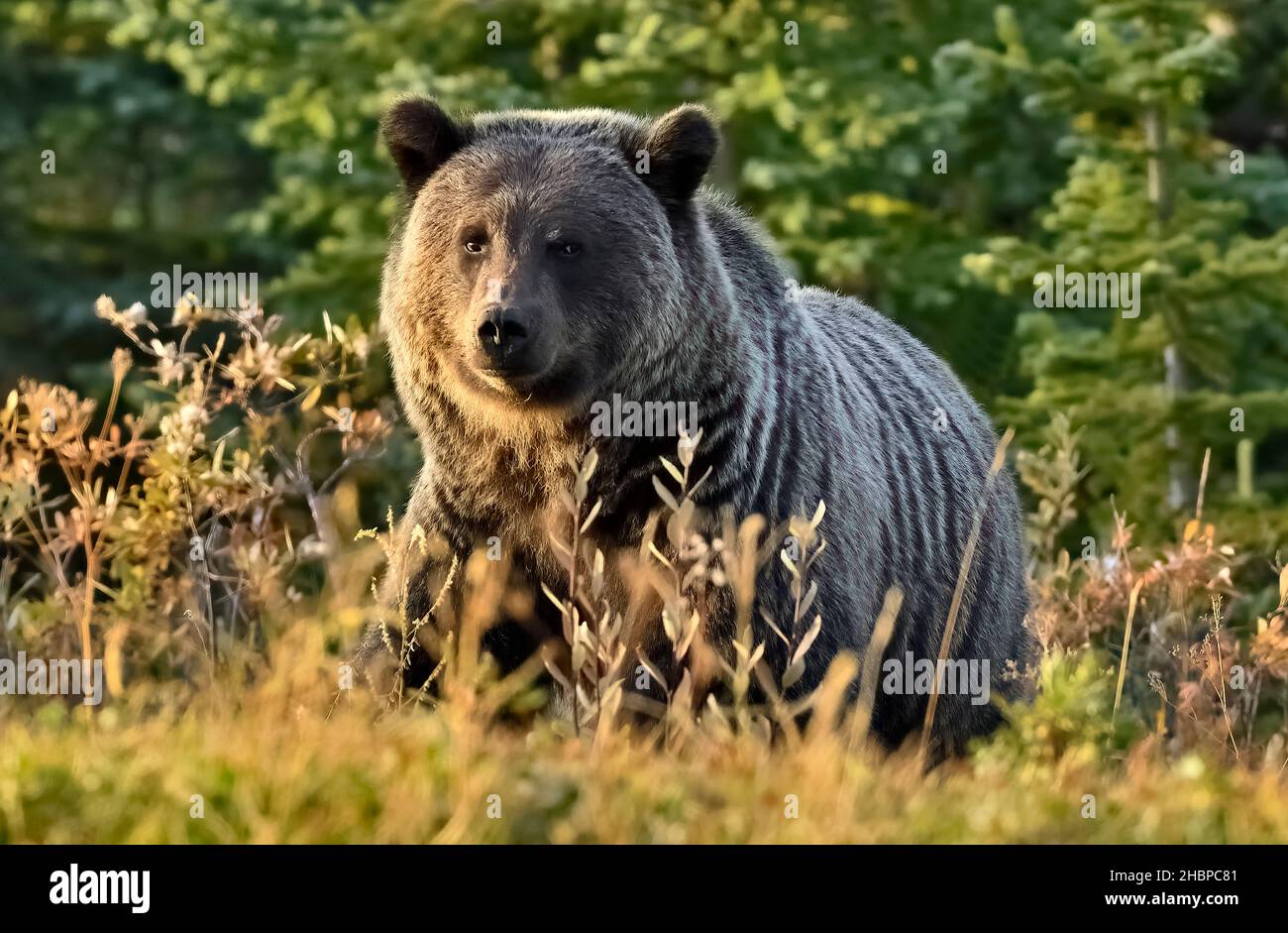 A grizzly bear "Ursus arctos", foraging for roots in a rural area in ...