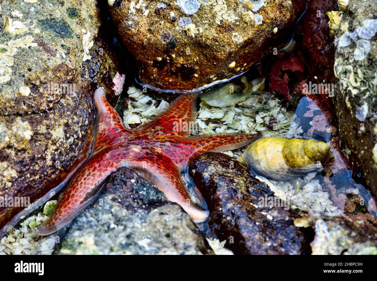 Intertidal zone british columbia hi-res stock photography and images ...