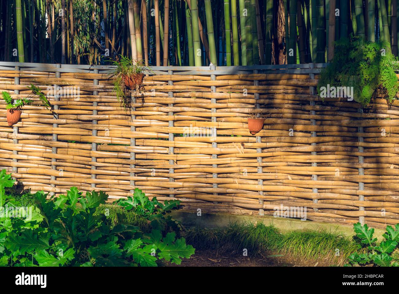 Natural landscape with a view of a bamboo garden and a bamboo fence ...