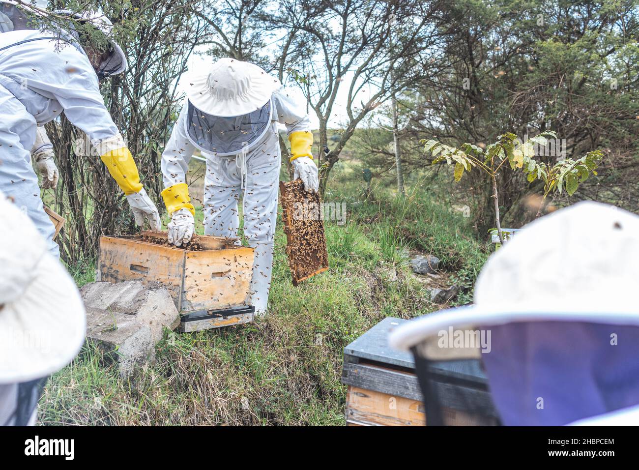 Two beekeepers working on a bee hive Stock Photo - Alamy
