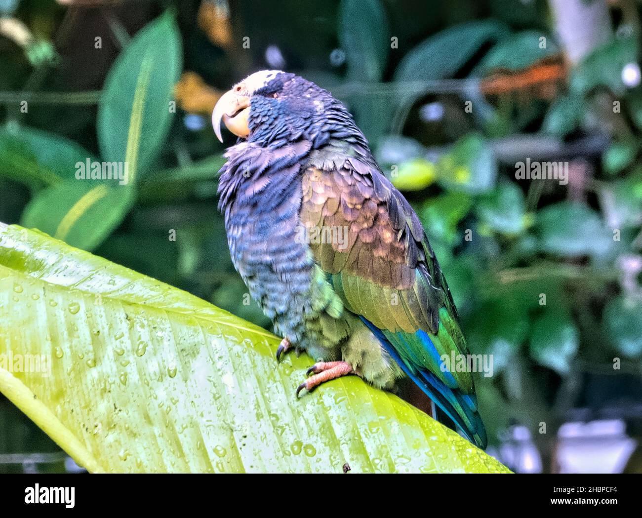White-crowned Parrot (Pionus senilis), Cahuita National Park, Costa ...