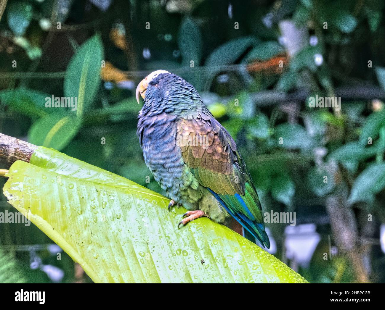 White-crowned Parrot (Pionus senilis), Cahuita National Park, Costa ...
