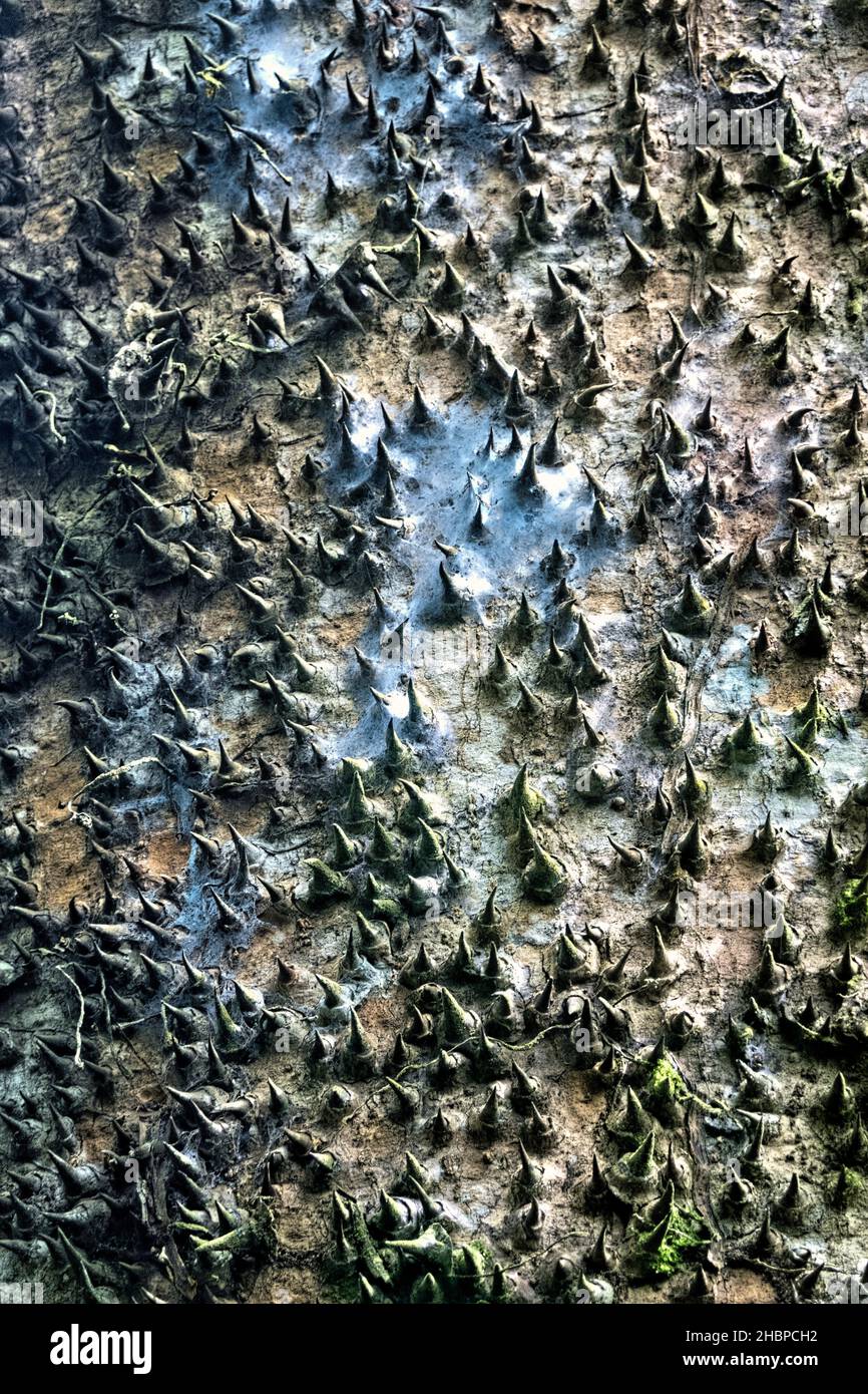 Thorny pochote tree (Bombacopsis quinata), Cahuita National Park, Costa ...