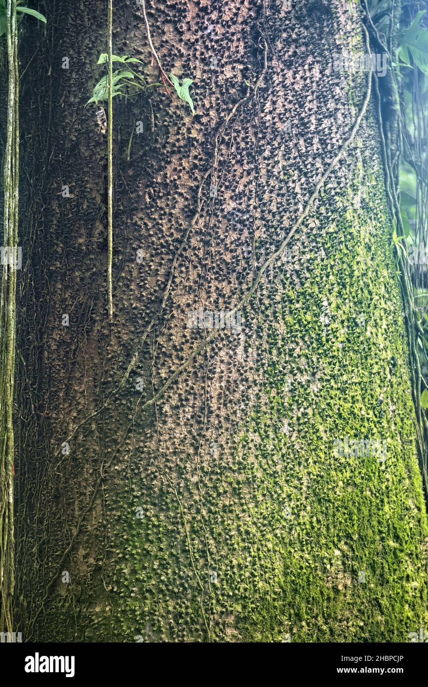 Thorny pochote tree (Bombacopsis quinata), Cahuita National Park, Costa ...