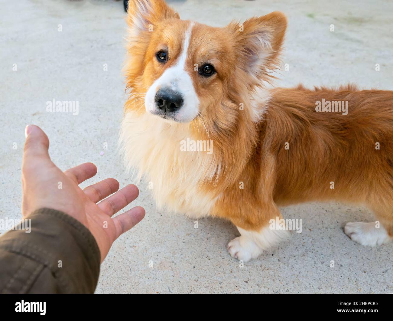 The human hand caressing Icelandic Sheep dog is the most loyal and ...