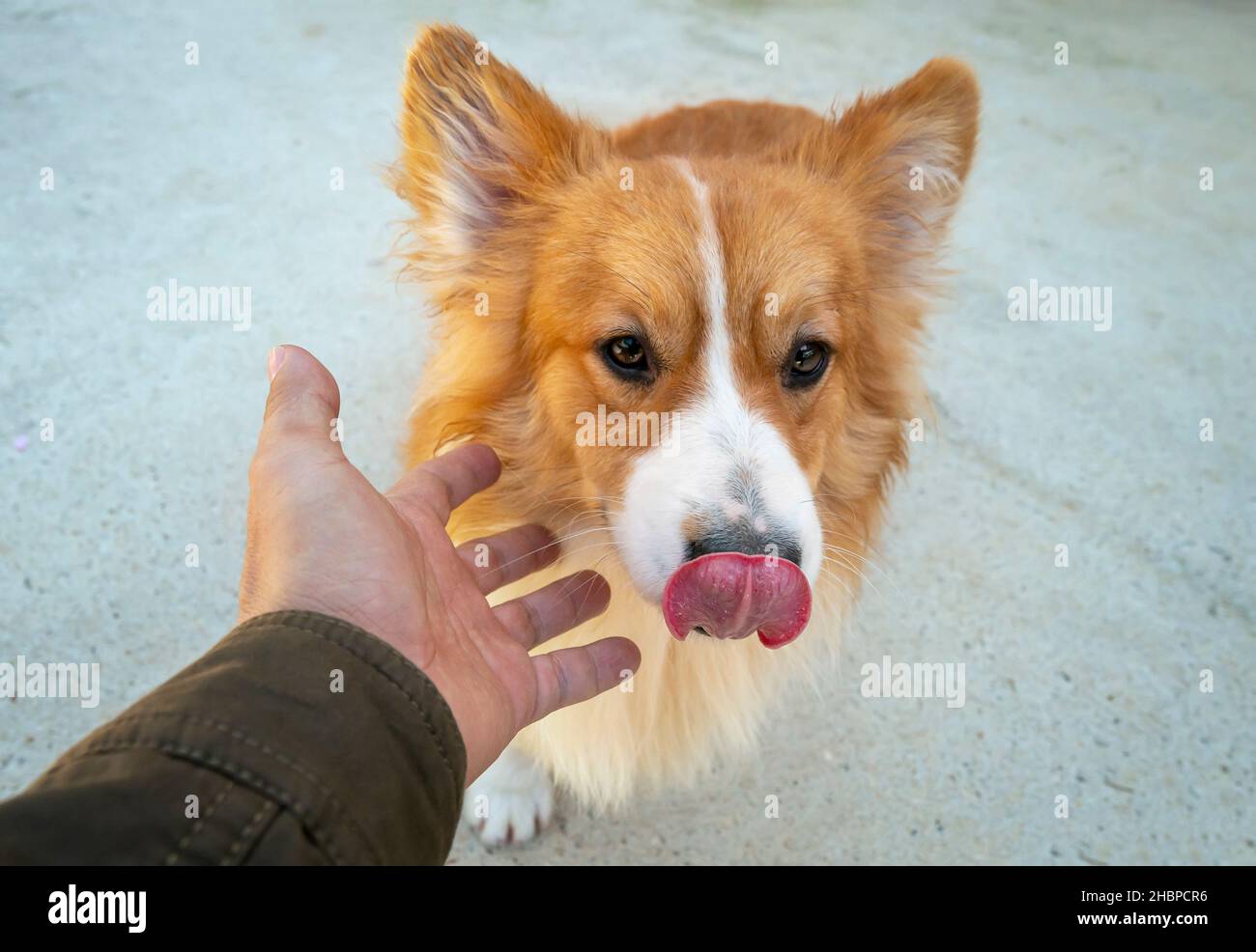 The human hand caressing Icelandic Sheep dog is the most loyal and ...