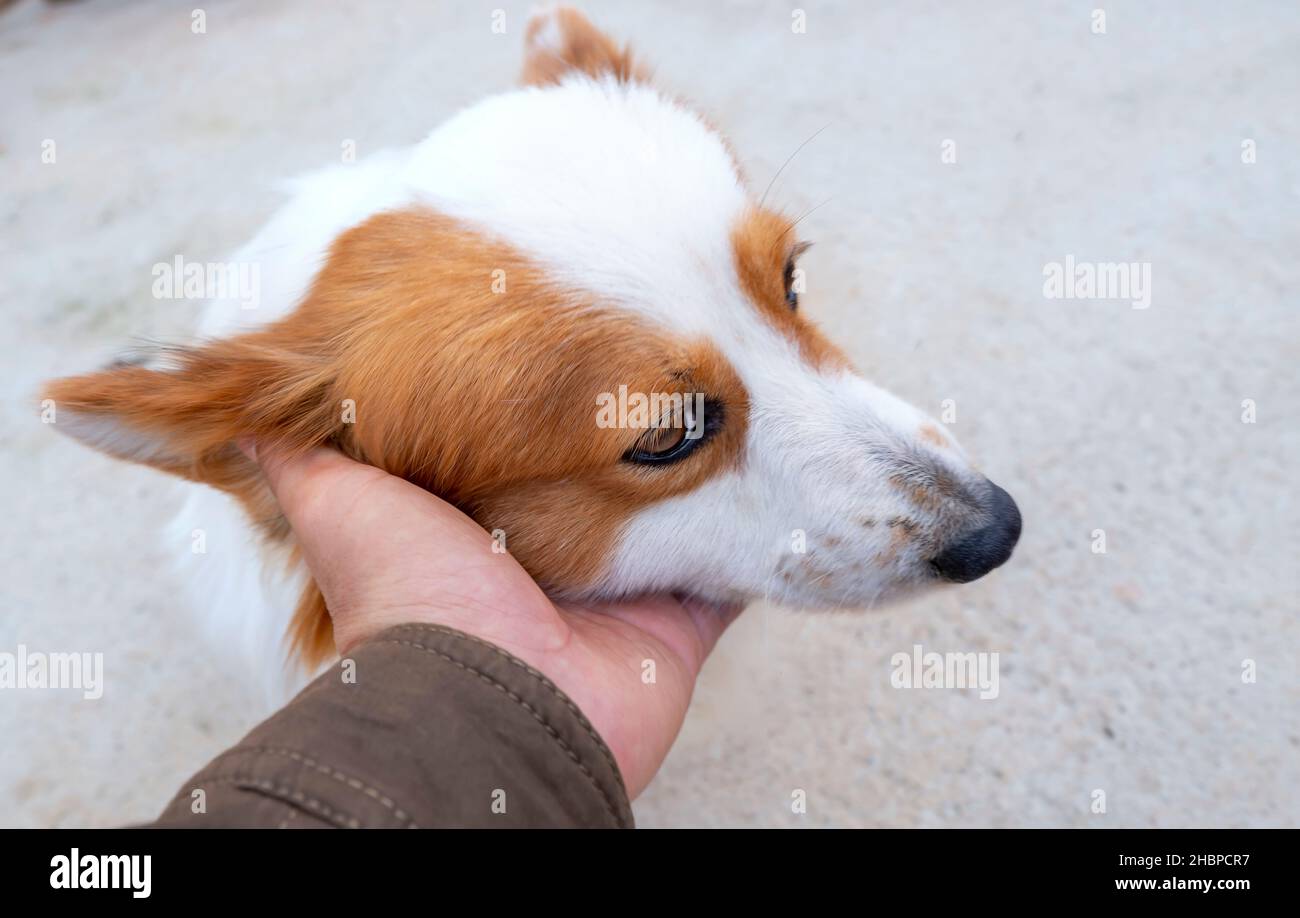 The human hand caressing Icelandic Sheep dog is the most loyal and ...