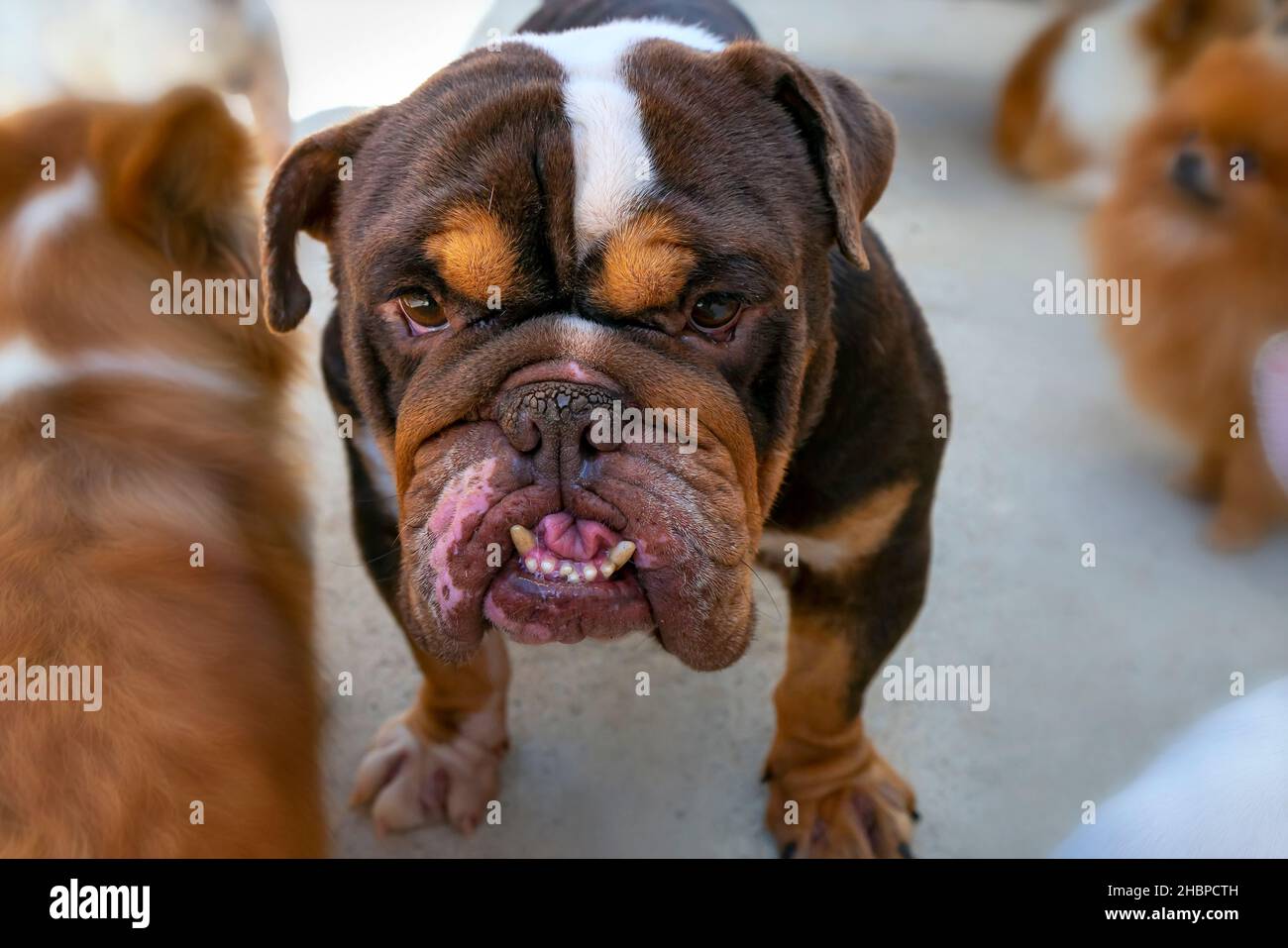 Bulldog portrait in domesticated pet. They have a saggy face and ...