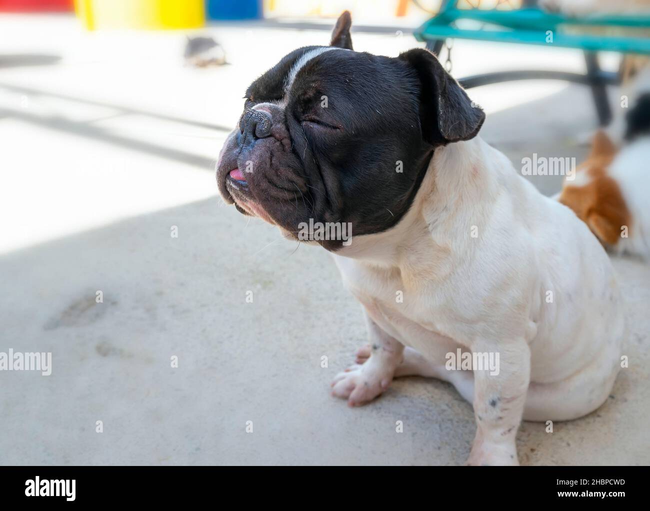Bulldog portrait in domesticated pet. They have a saggy face and ...