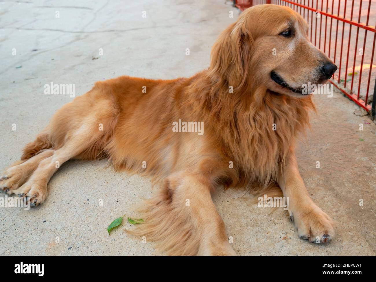 Golden Retriever in domesticated pet is a medium sized dog. Belonging ...
