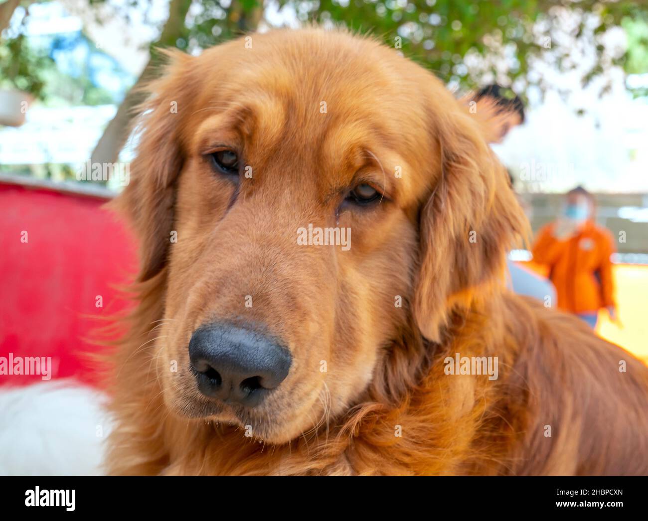 Medium Golden Retriever