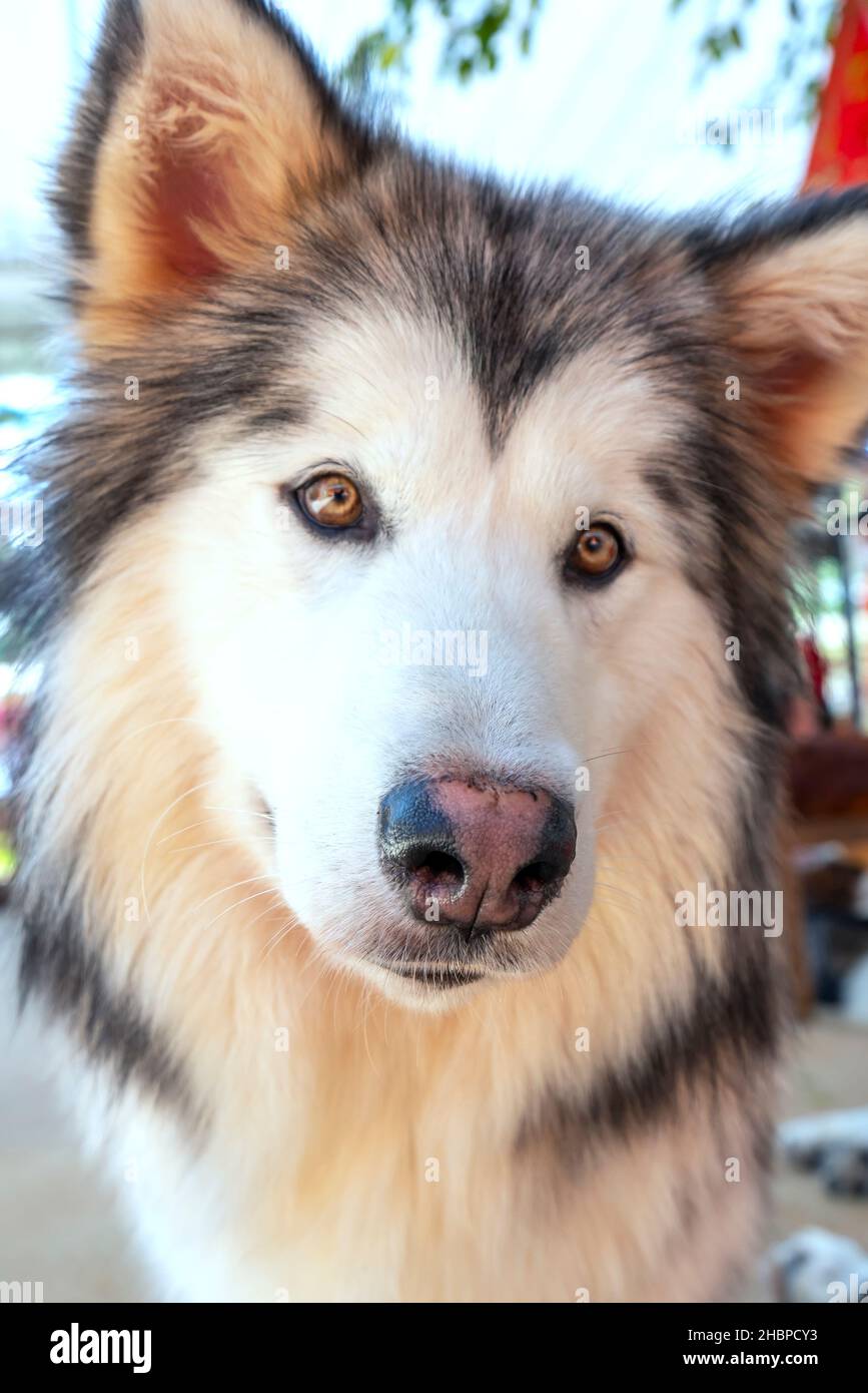 Alaska Malamute dog portrait in domesticated pet. They are very ...