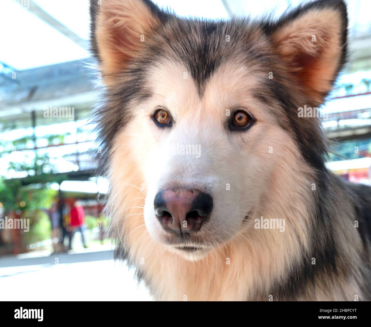 Alaska Malamute dog portrait in domesticated pet. They are very ...