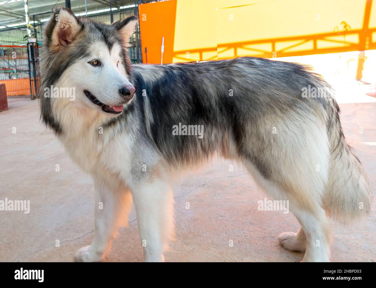 Alaska Malamute dog portrait in domesticated pet. They are very ...