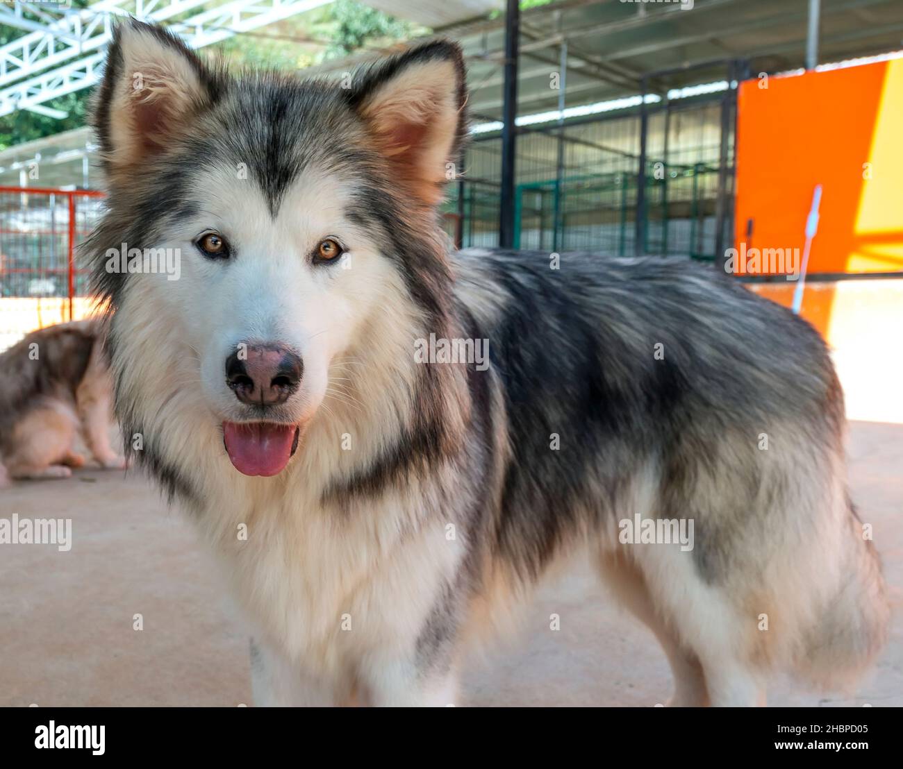 Alaska Malamute dog portrait in domesticated pet. They are very ...