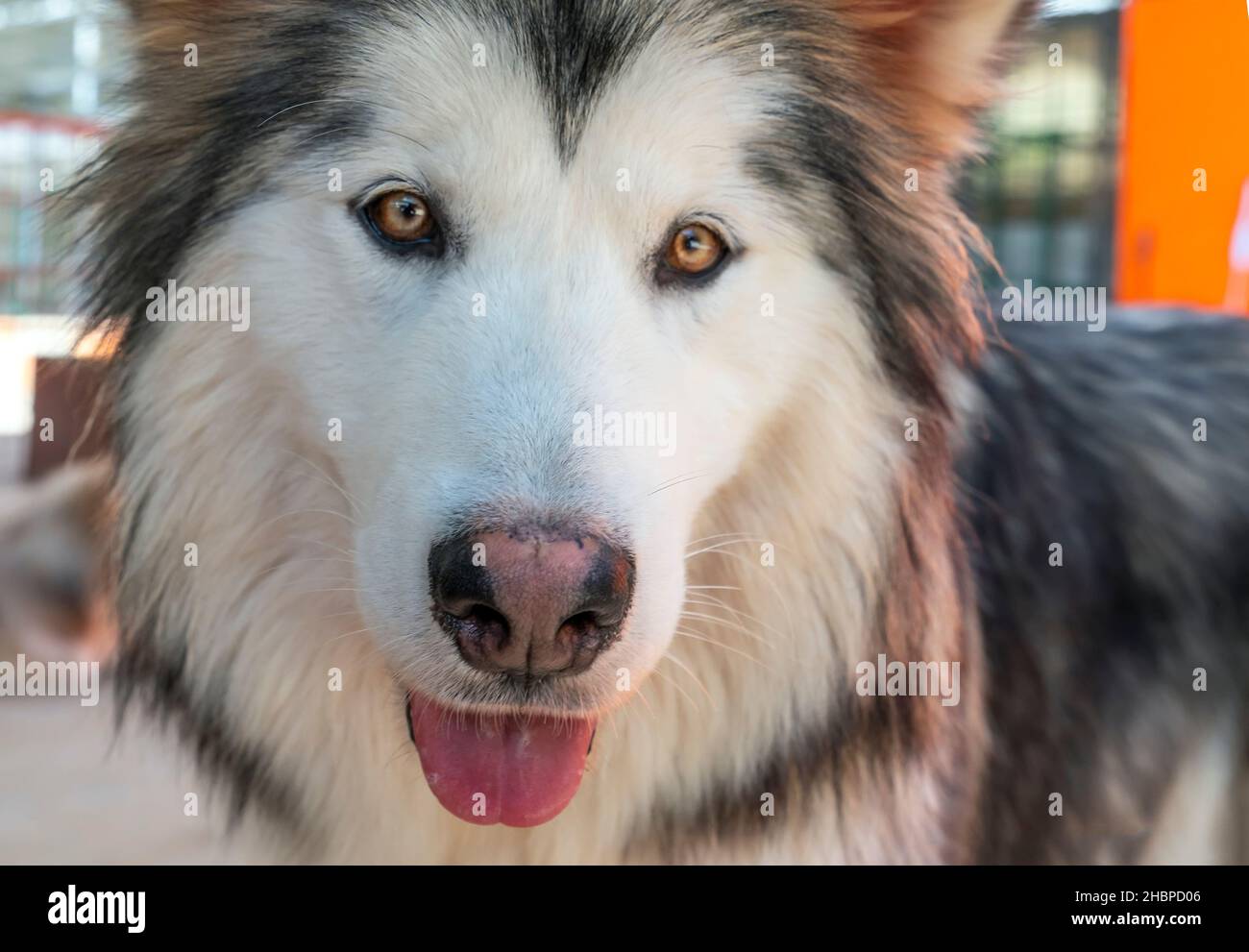 Alaska Malamute dog portrait in domesticated pet. They are very ...