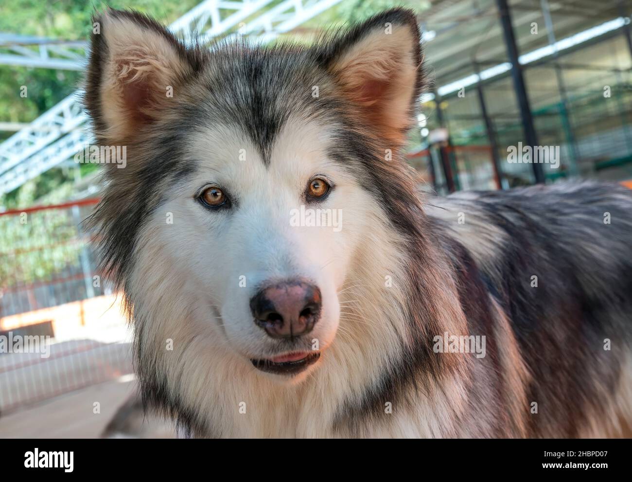 Alaska Malamute dog portrait in domesticated pet. They are very ...