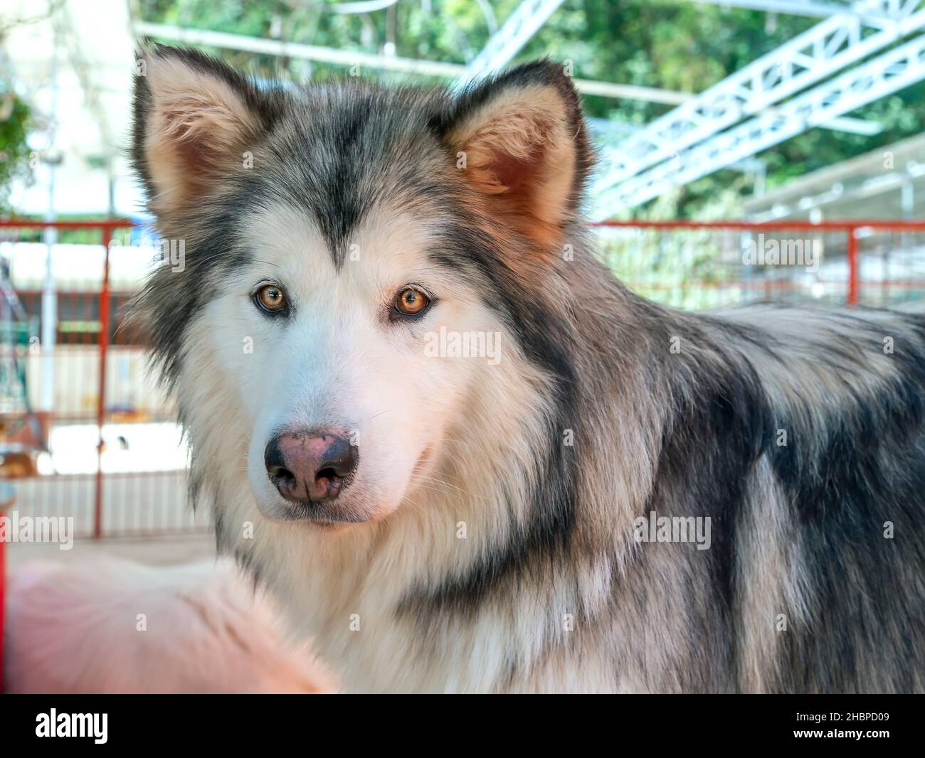 Alaska Malamute dog portrait in domesticated pet. They are very ...