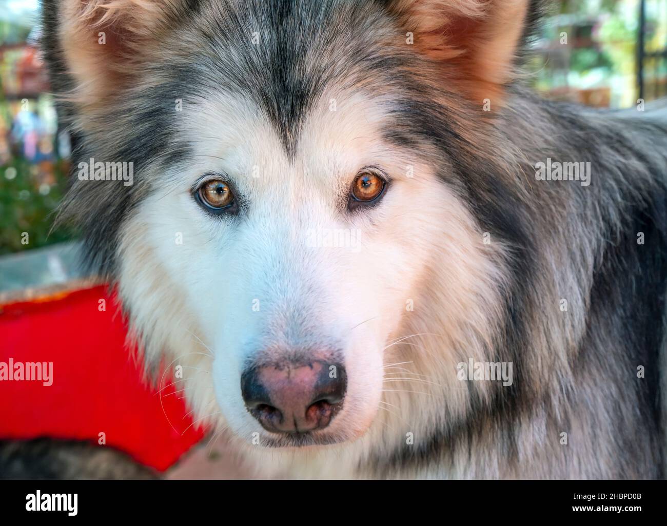 Alaska Malamute dog portrait in domesticated pet. They are very ...
