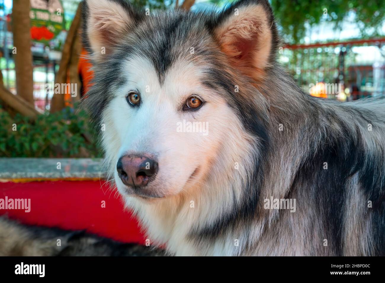 Alaska Malamute dog portrait in domesticated pet. They are very ...