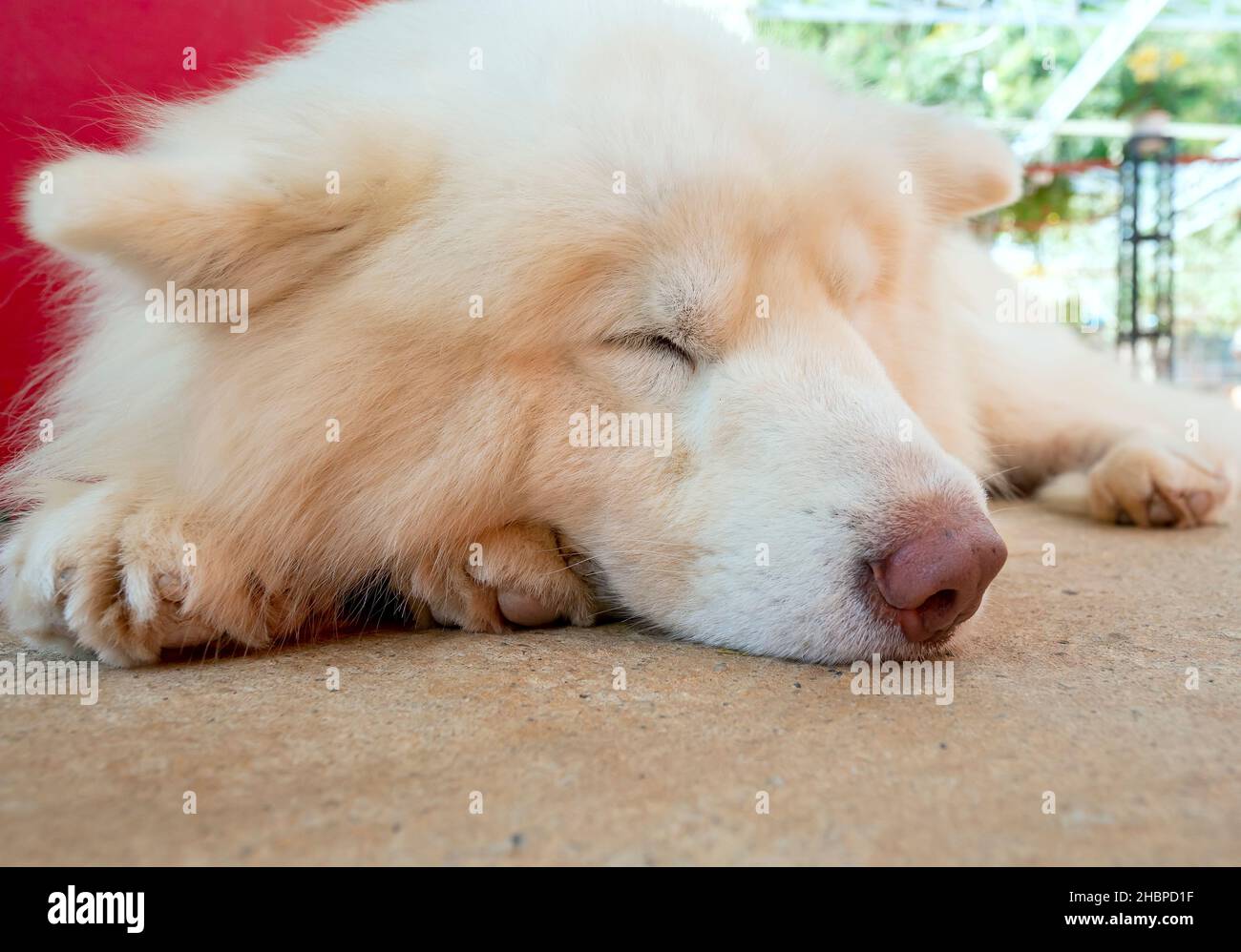 Samoyed is a breed of hunting dog originating from Siberia, this is a ...