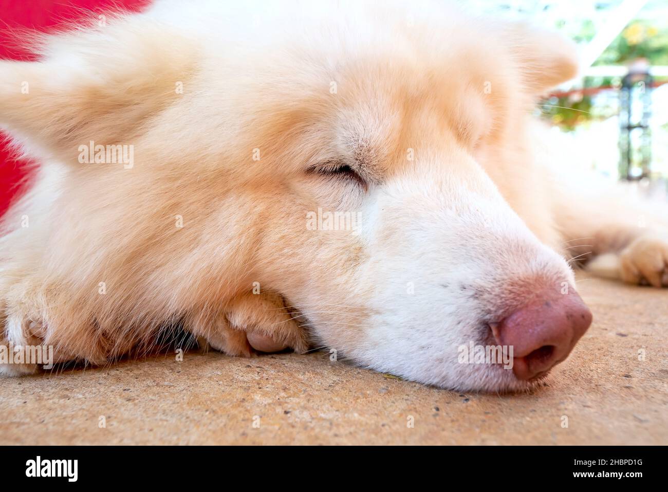 Samoyed is a breed of hunting dog originating from Siberia, this is a ...
