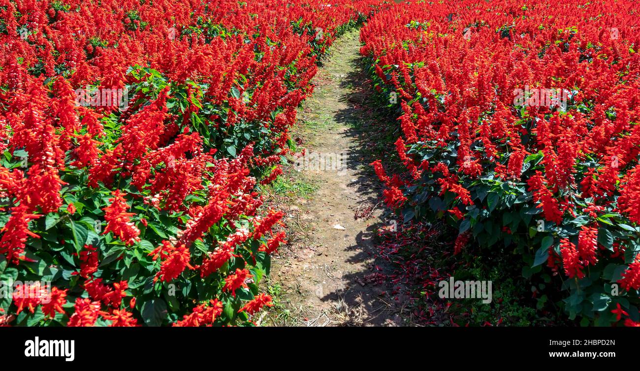 Ornamental Sage High Resolution Stock Photography and Images - Alamy