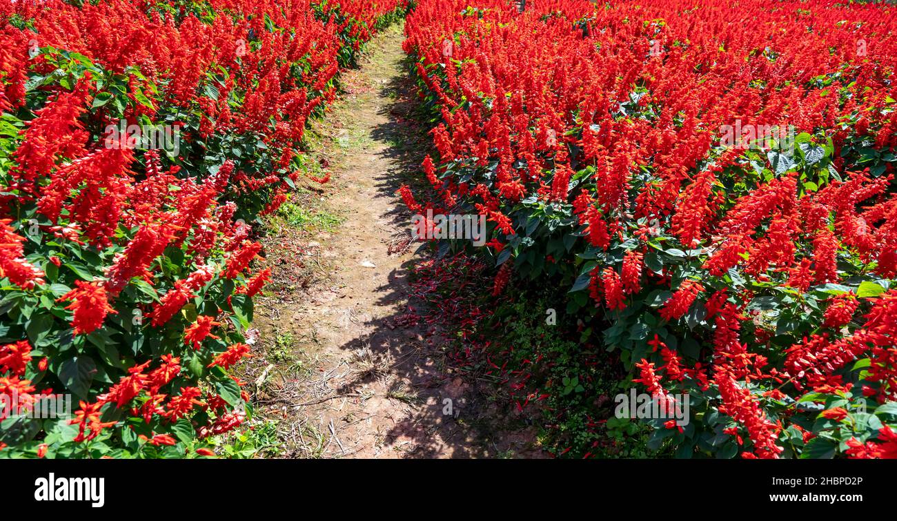 Scarlet Sage field of flowers in small garden. This is a flower ...