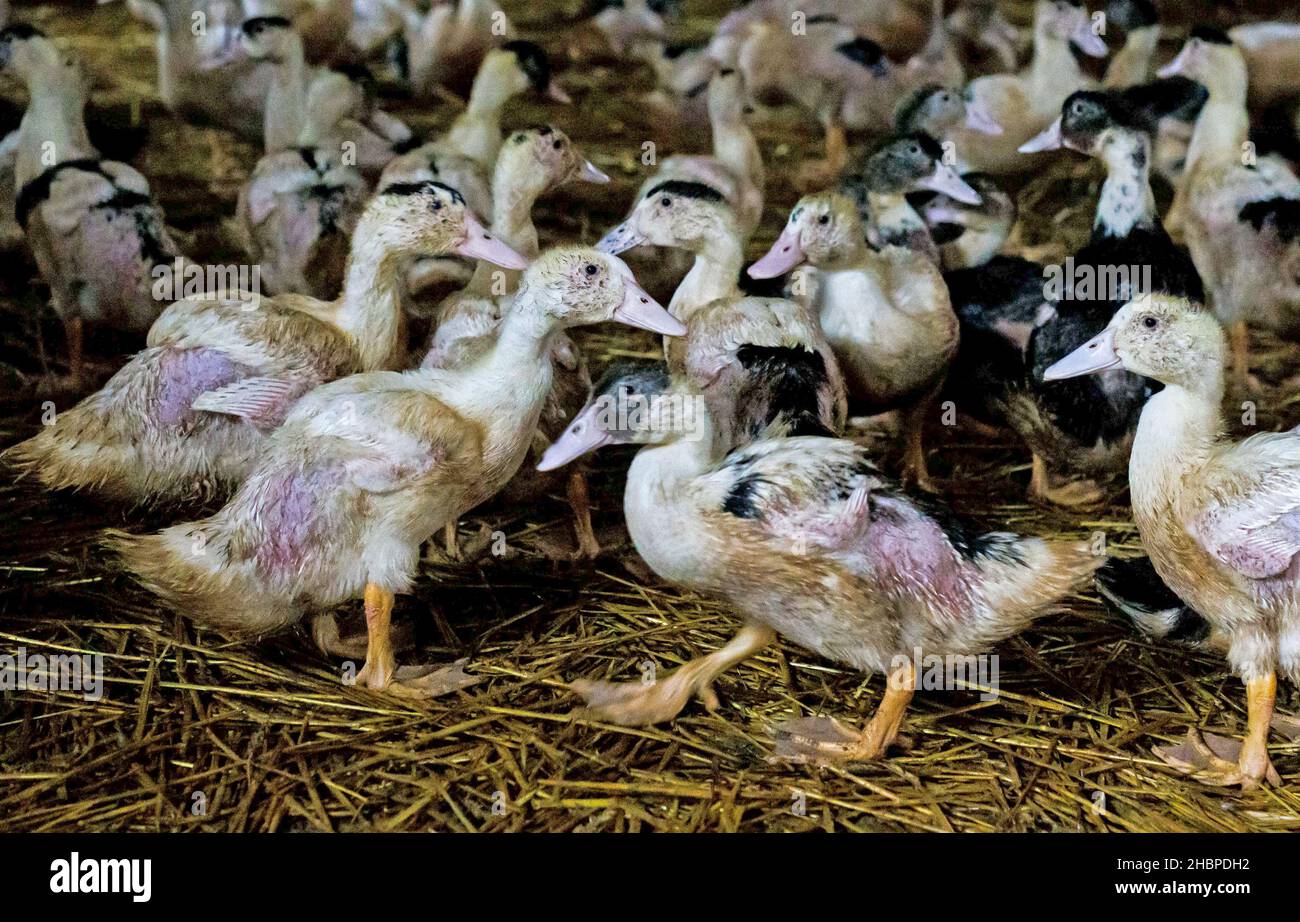 Bischoffsheim, France. 17th Dec, 2021. Ducks stand close together in a ...