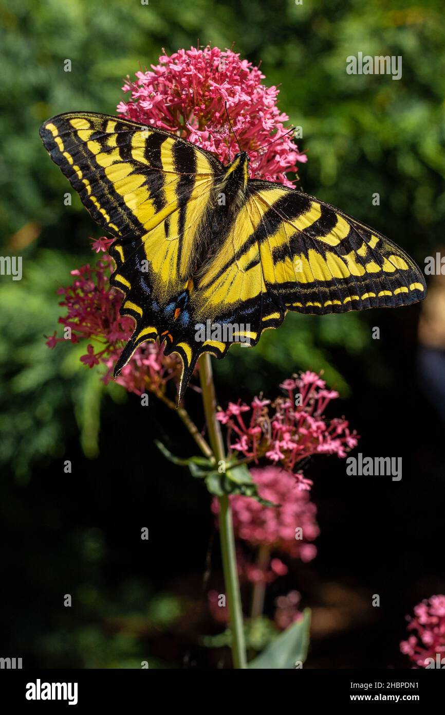 E black swallowtail butterfly hi-res stock photography and images - Alamy