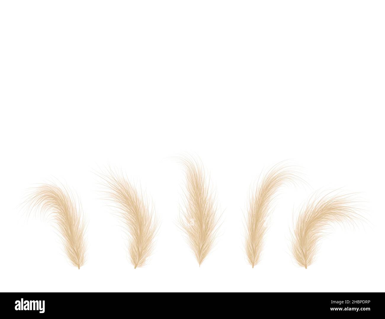 Pampas grass collection. Floral ornament elements in boho style. Vector ...