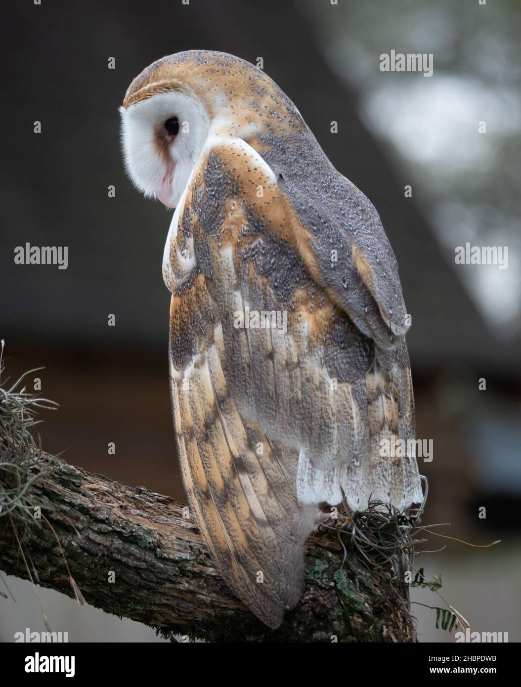 Barn Owl with tan and gray feathers and white face perched on branch ...