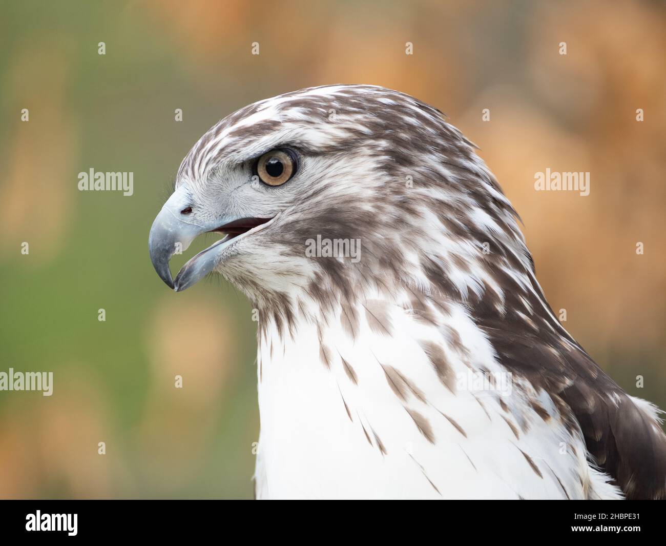 Close of the head and chest of a Sharp-Shinned Hawk photographed in ...