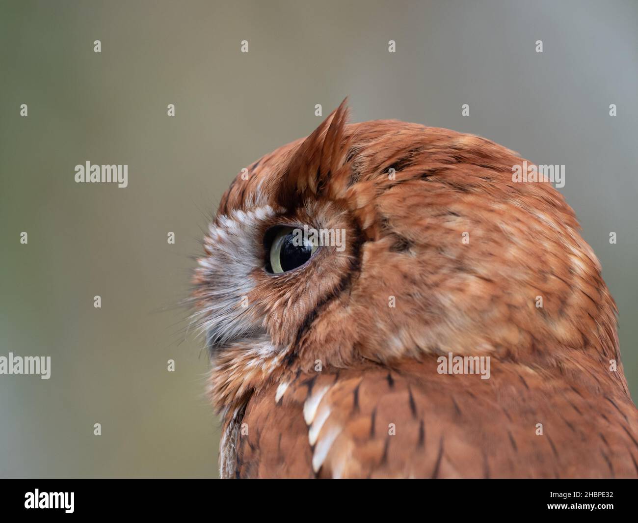 Close up of head and shoulders of an Eastern Screech Owl with reddish ...