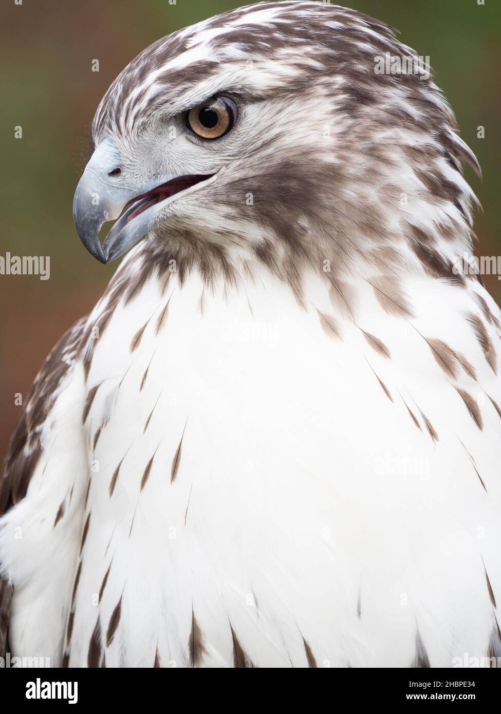 Close up of the head and chest of a Sharp-Shinned Hawk with the bird ...