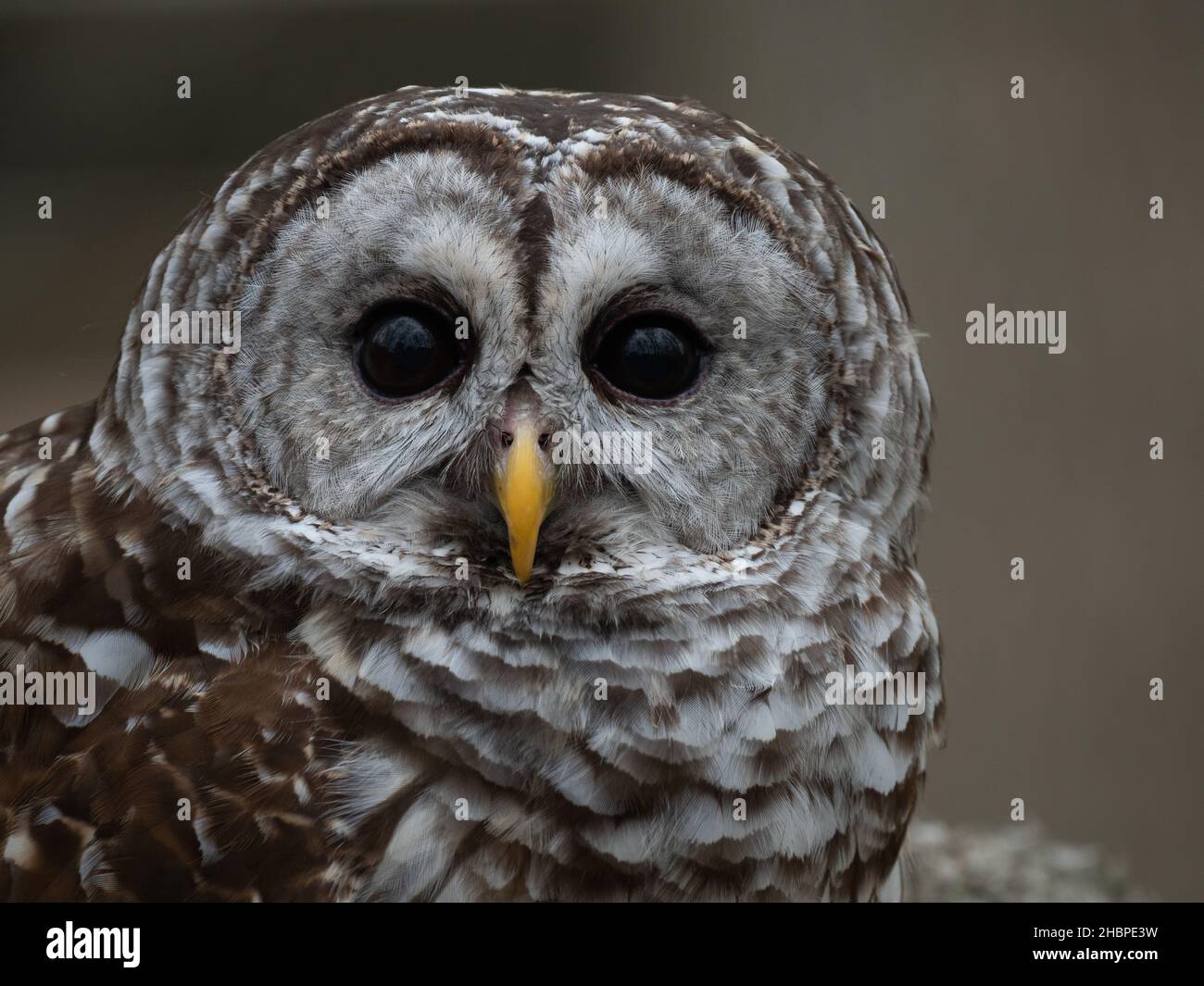 Houston audubon raptor center hi-res stock photography and images - Alamy