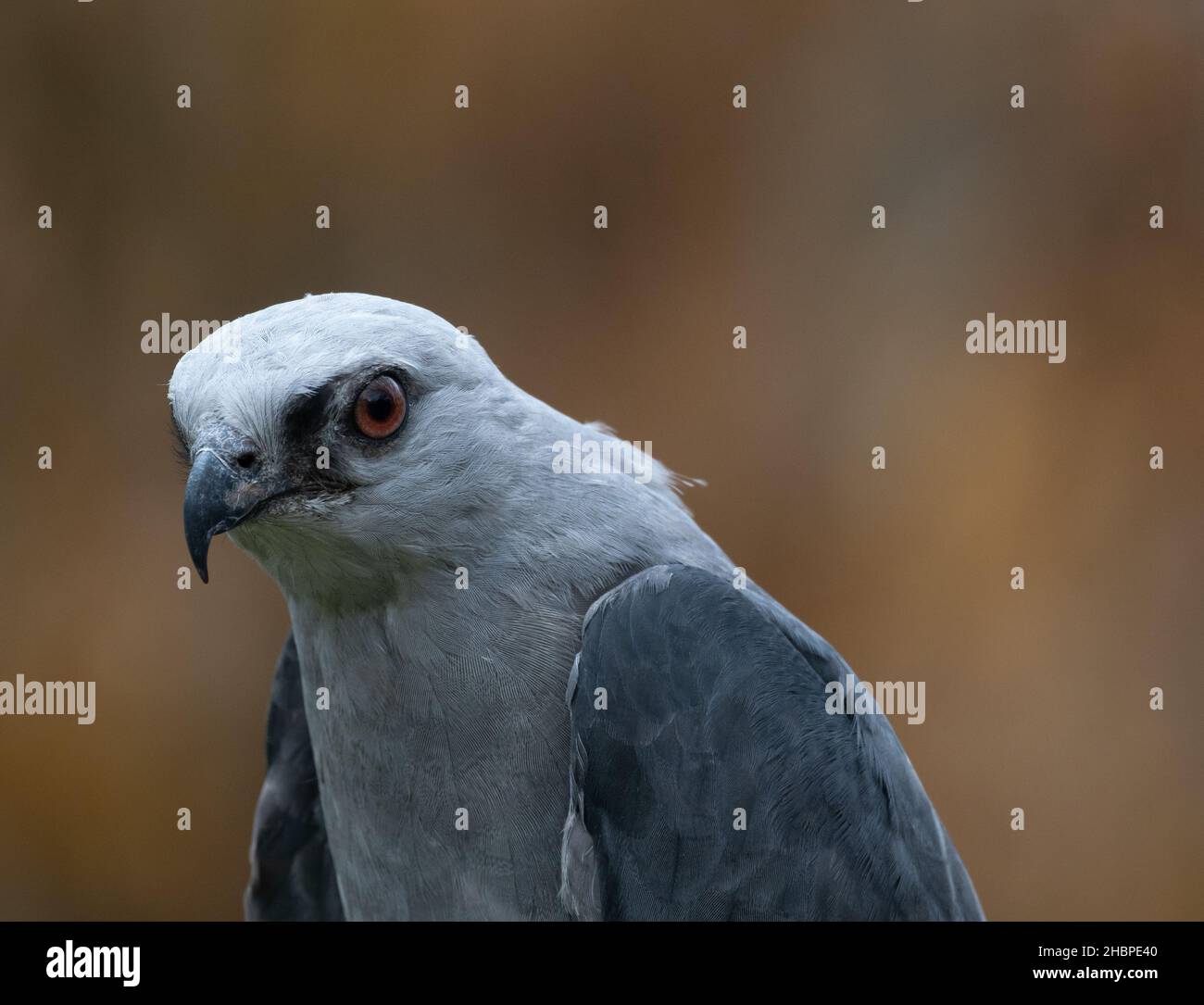 Houston audubon raptor center hi-res stock photography and images - Alamy