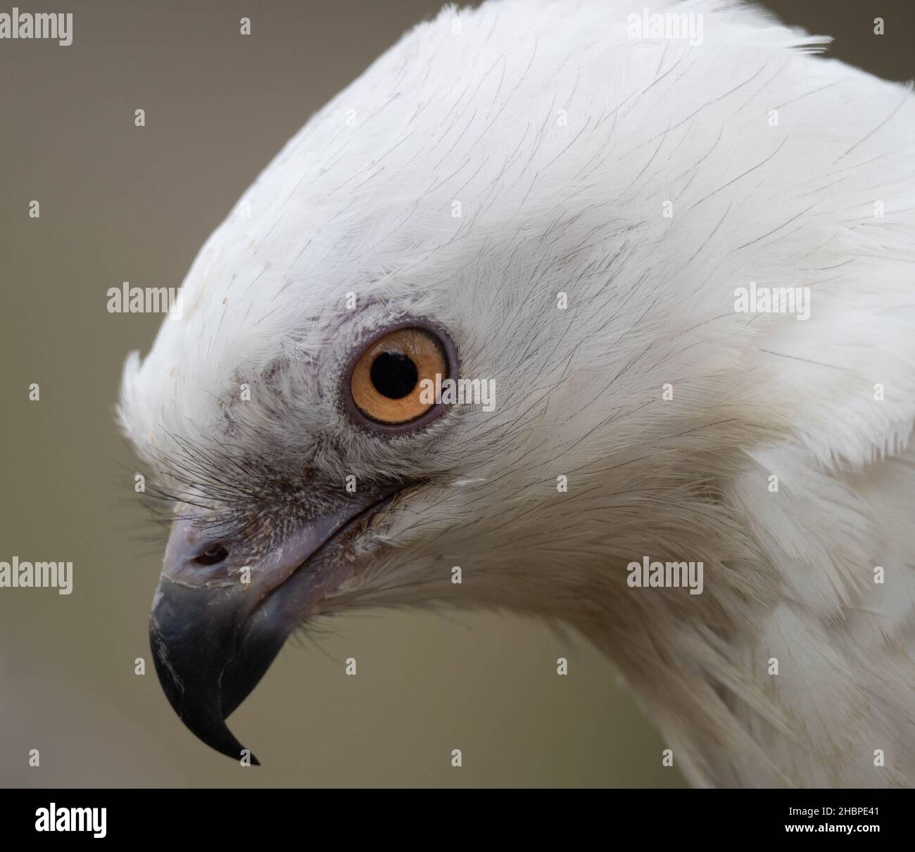 Close up of the head of Swallow-tailed Kite with white feathers, a ...