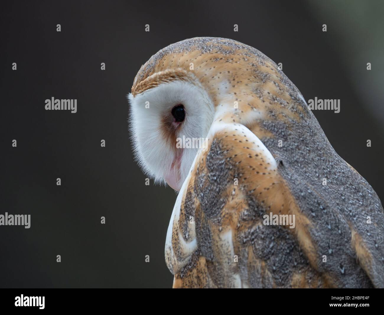Owl bird head close up profile view hi-res stock photography and images ...