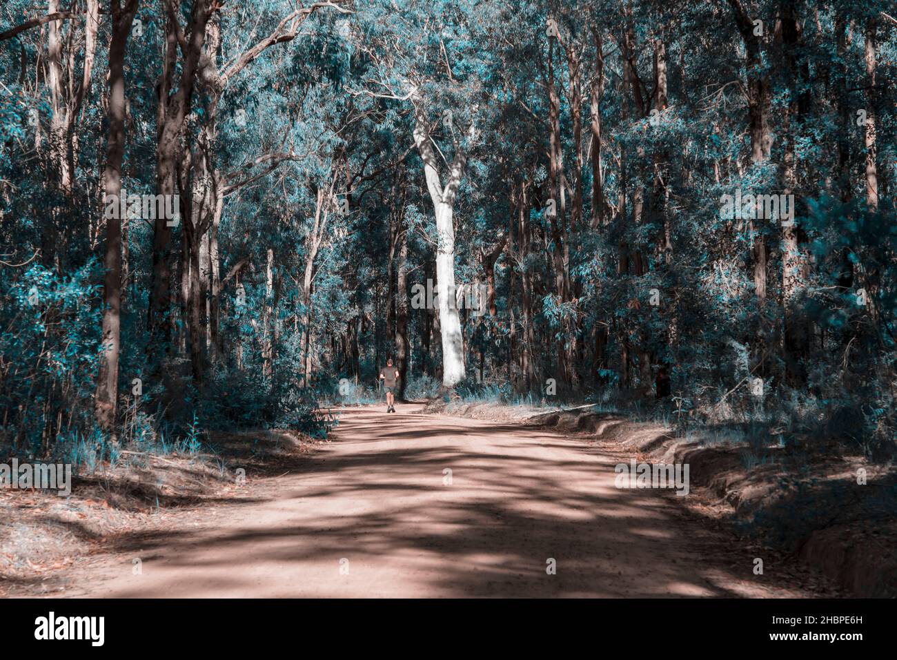 Photograph of a runner passing a large tree in the sunshine on the side ...