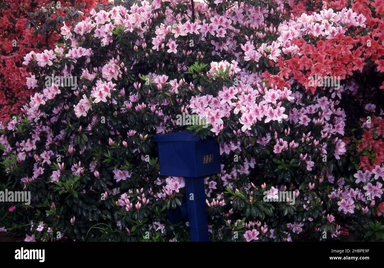 Blue azalea flowers hi-res stock photography and images - Alamy